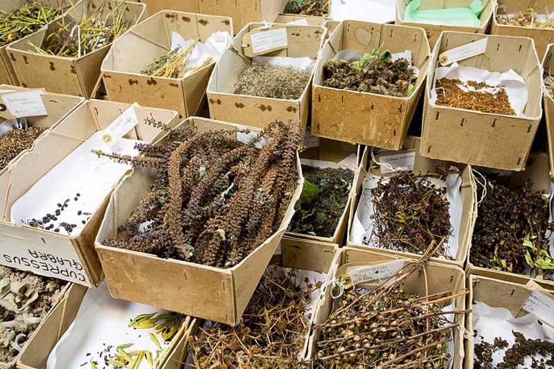 RHS Members' Seed Scheme / RHS Gardening